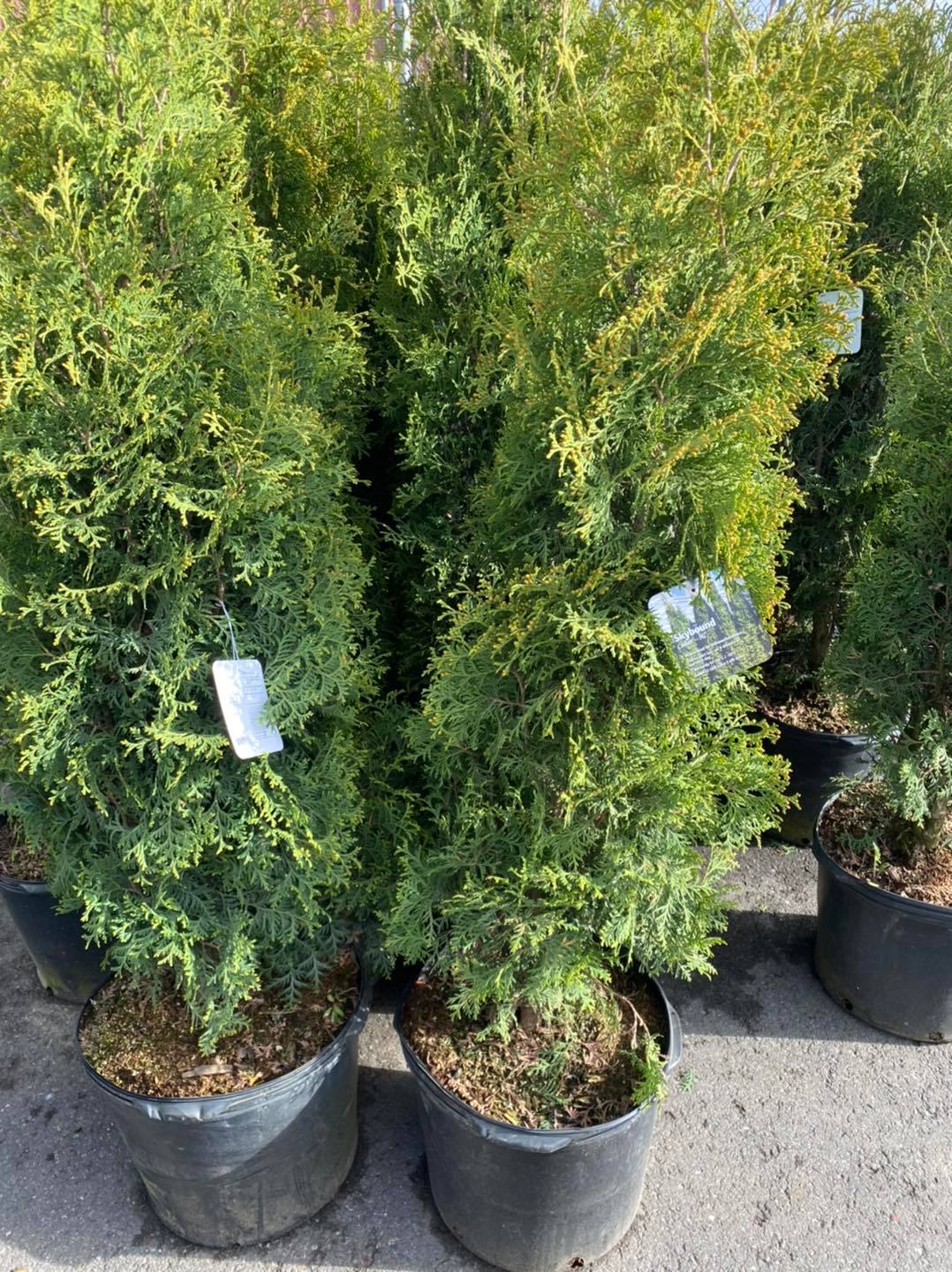 CANADIAN TIRE - Terrace BC - Hours, Directions, Reviews - Loc8NearMe