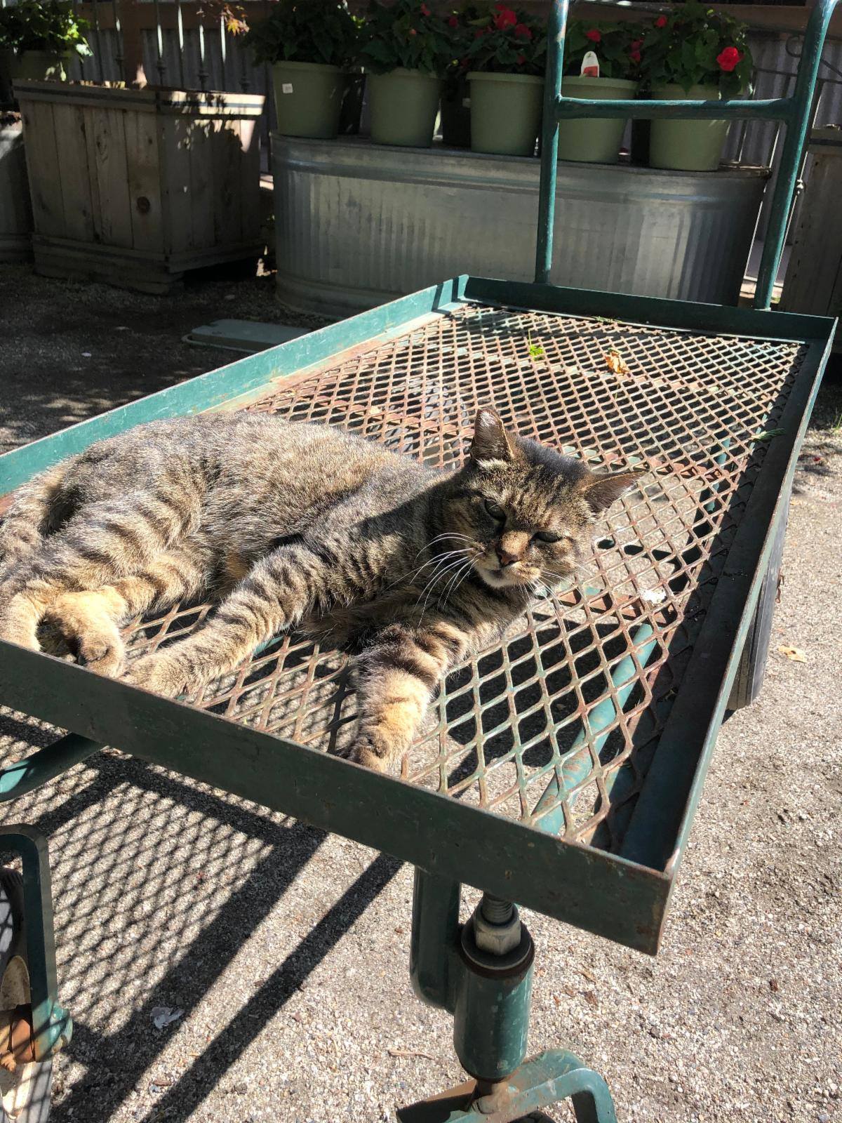 HIGH-HAND NURSERY - Loomis CA - Hours, Directions, Reviews - Loc8NearMe