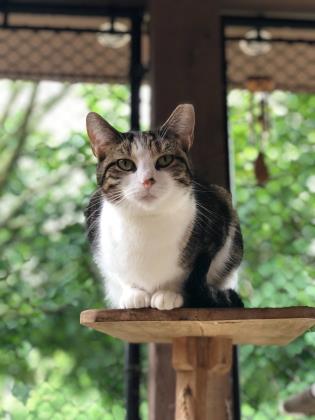 INDYHUMANE DOWNTOWN CLINIC - Indianapolis IN - Hours, Directions, Reviews - Loc8NearMe