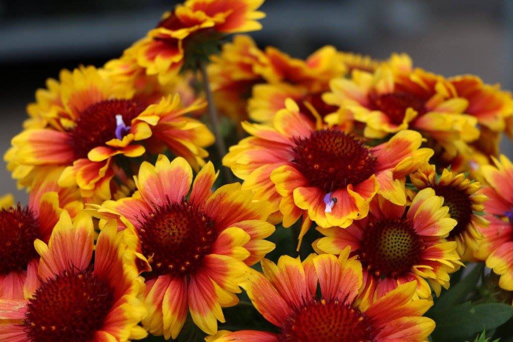 PAT'S FARMS - Merrick NY - Hours, Directions, Reviews - Loc8NearMe