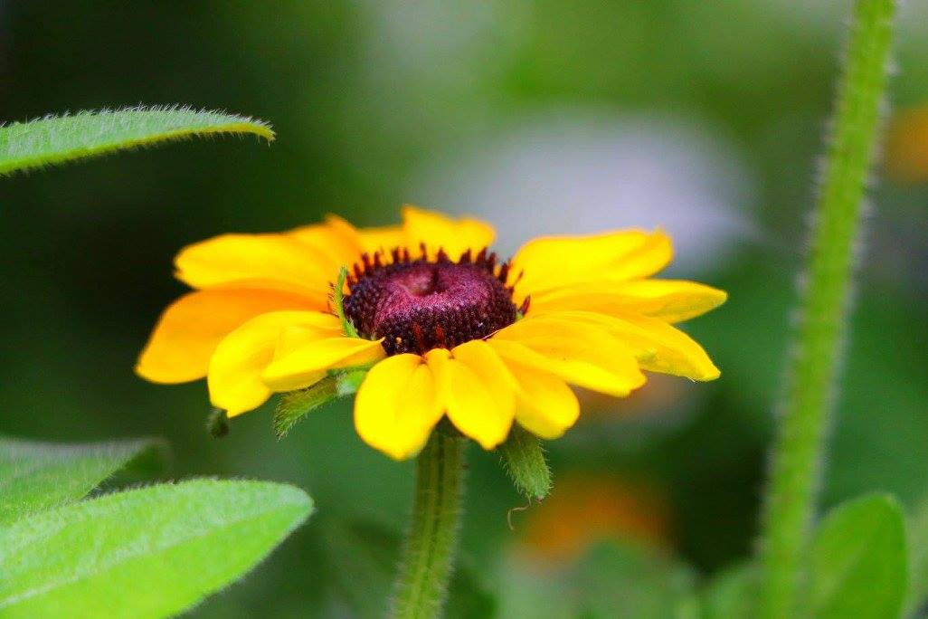 PAT'S FARMS - Merrick NY - Hours, Directions, Reviews - Loc8NearMe