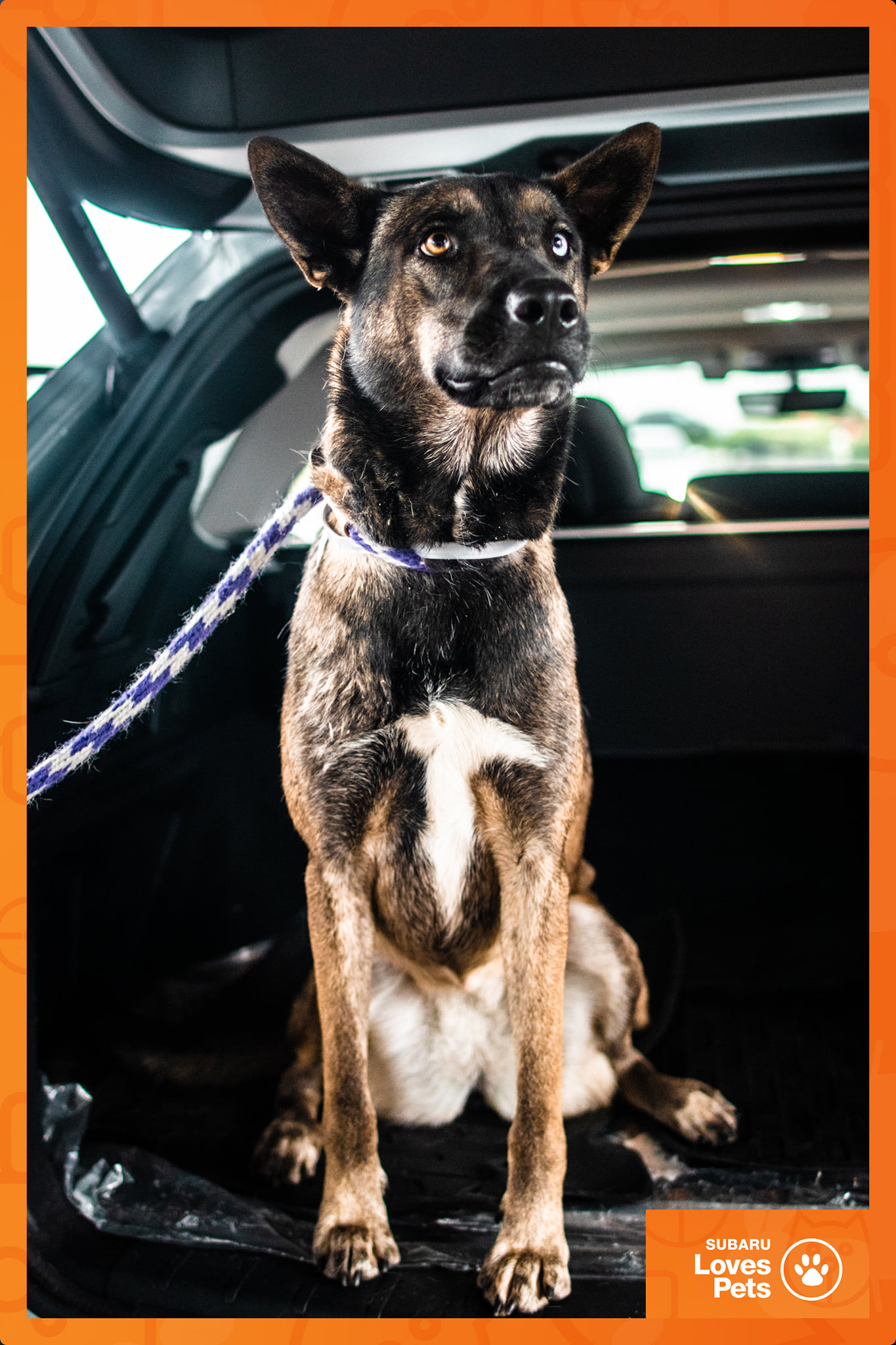 SUBARU OF KINGS AUTOMALL - Cincinnati OH - Hours, Directions, Reviews ...