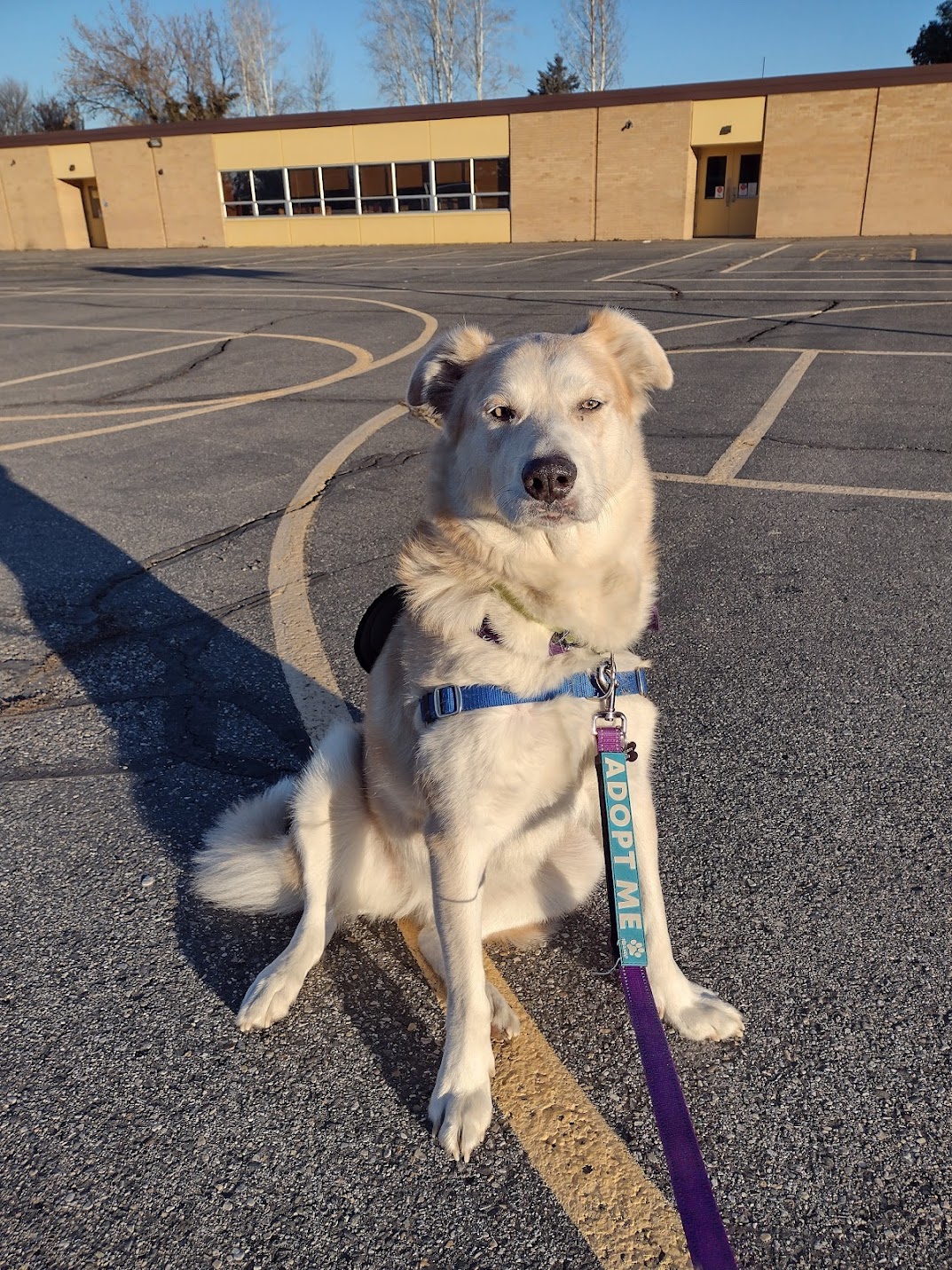 HUMANE SOCIETY OF UTAH - Murray UT - Hours, Directions, Reviews ...