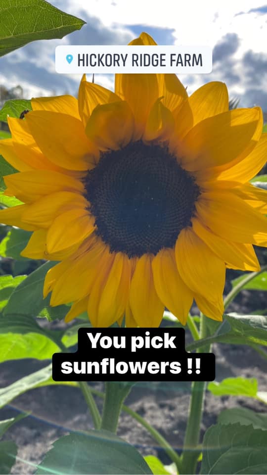 HICKORY RIDGE FARM - Chesapeake VA - Hours, Directions, Reviews ...